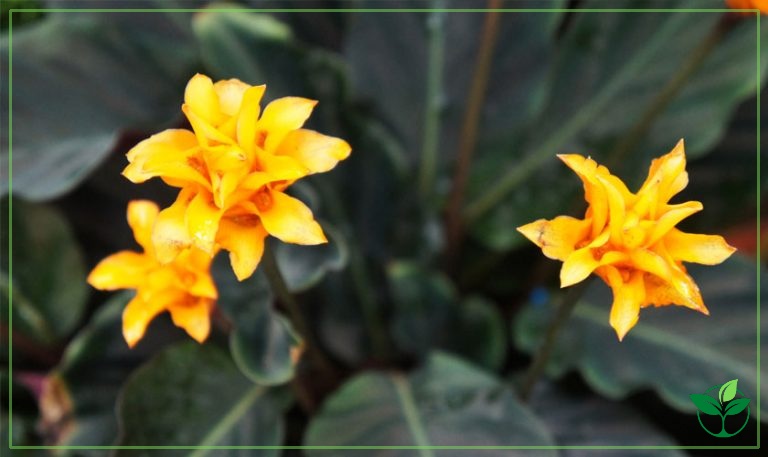 Calathea Plant - Care, Growing, Watering, Requirements, Propagation ...