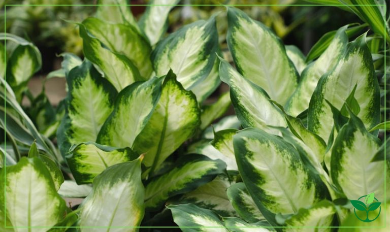 Dumb Cane (Dieffenbachia) - Care, Growing, Watering, Requirements ...