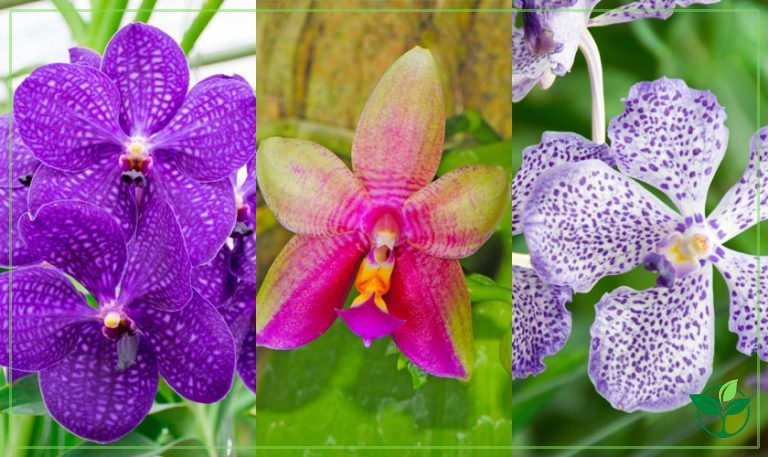 Phalaenopsis Orchid - Care, Growing, Watering, Requirements ...